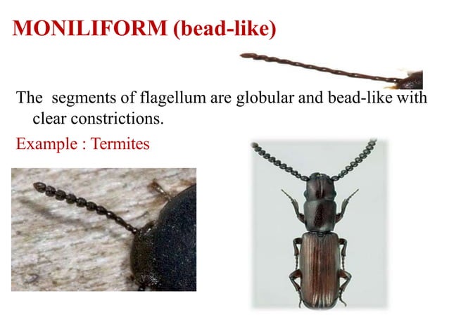 insect head.pptx | Geography | Science