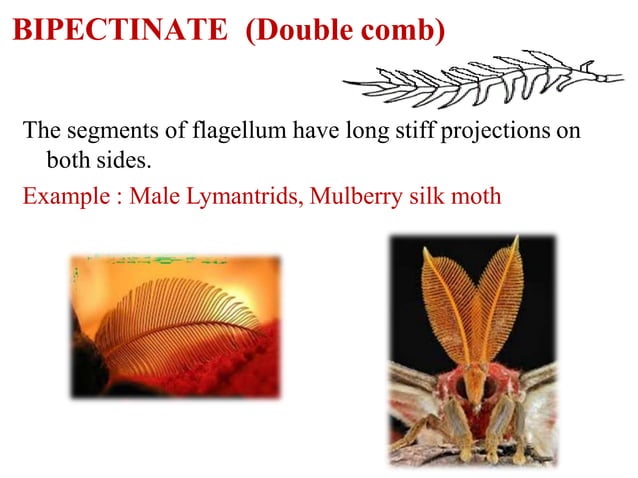 insect head.pptx | Geography | Science