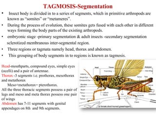 insect head.pptx | Geography | Science