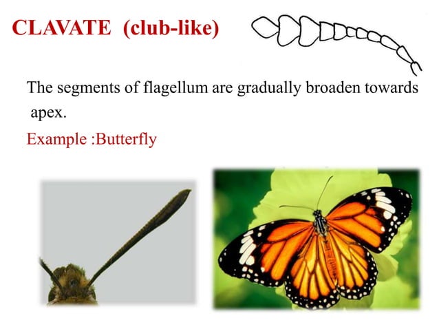 insect head.pptx | Geography | Science