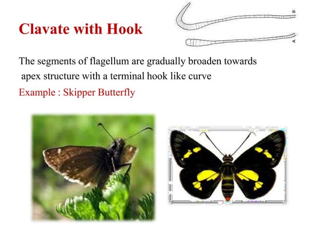 insect head.pptx | Geography | Science