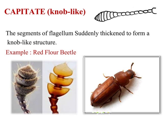 insect head.pptx | Geography | Science