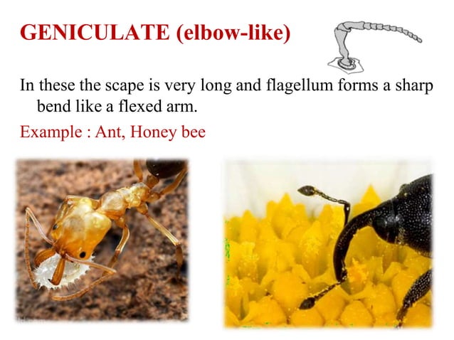 insect head.pptx | Geography | Science