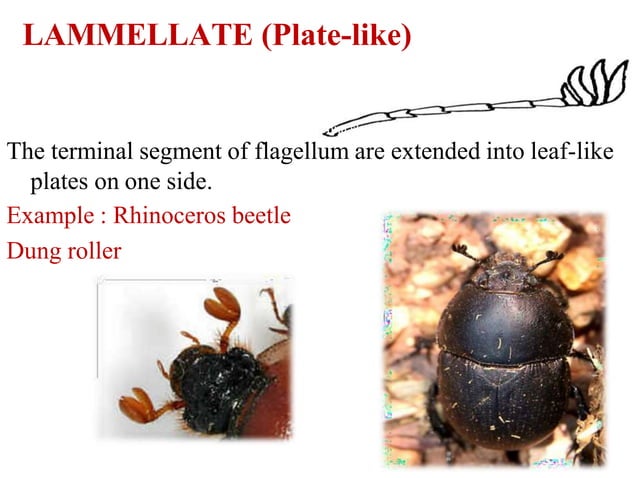 insect head.pptx | Geography | Science
