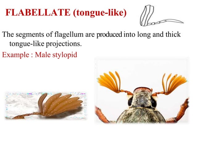 insect head.pptx | Geography | Science