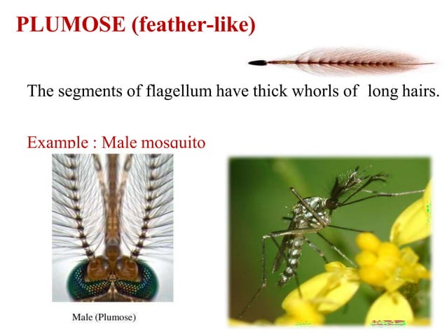 insect head.pptx | Geography | Science