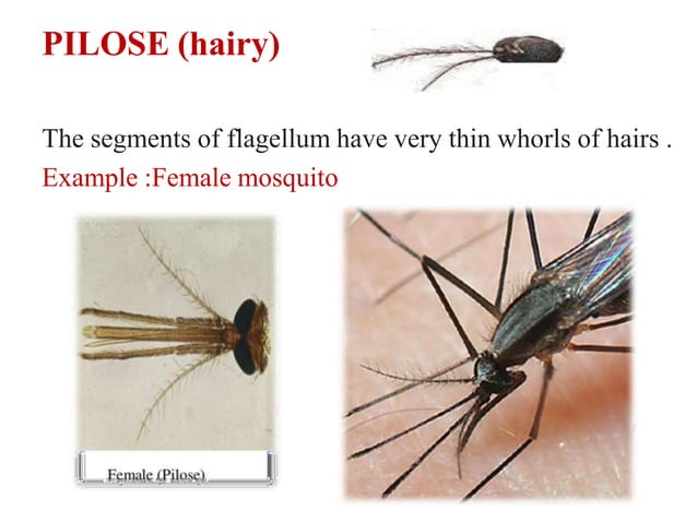 insect head.pptx | Geography | Science