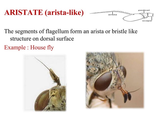insect head.pptx | Geography | Science