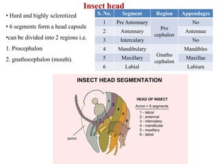 insect head.pptx | Geography | Science