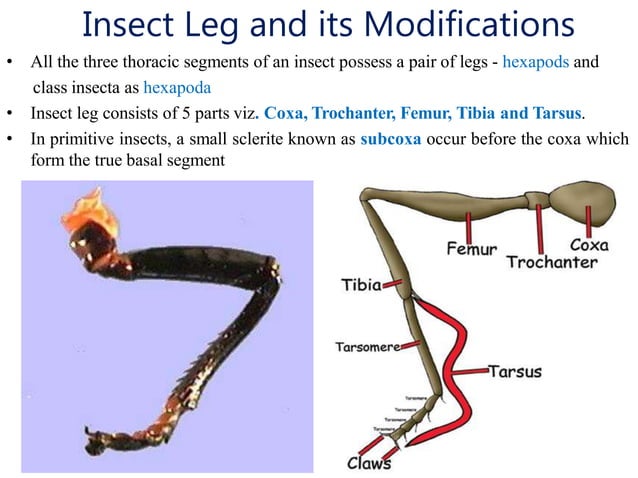insect head.pptx | Geography | Science