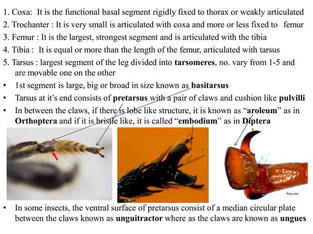 insect head.pptx | Geography | Science
