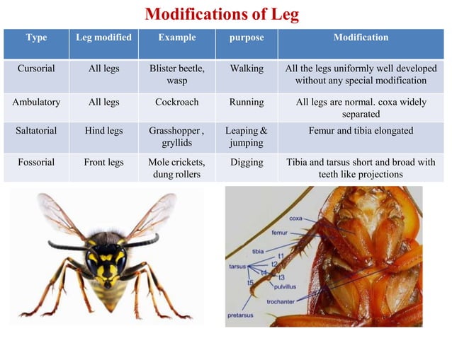 insect head.pptx | Geography | Science