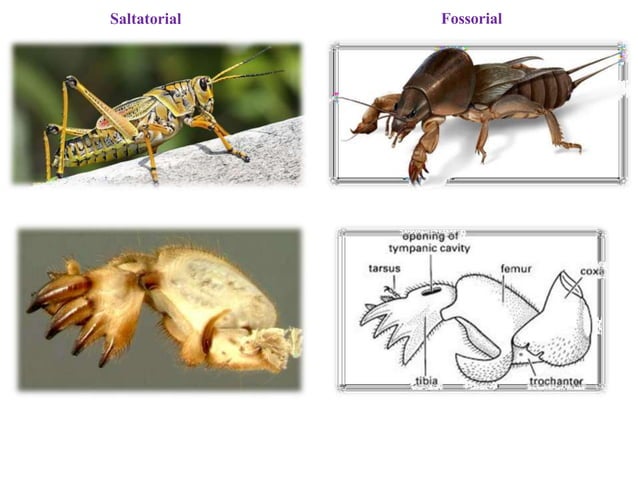 insect head.pptx | Geography | Science