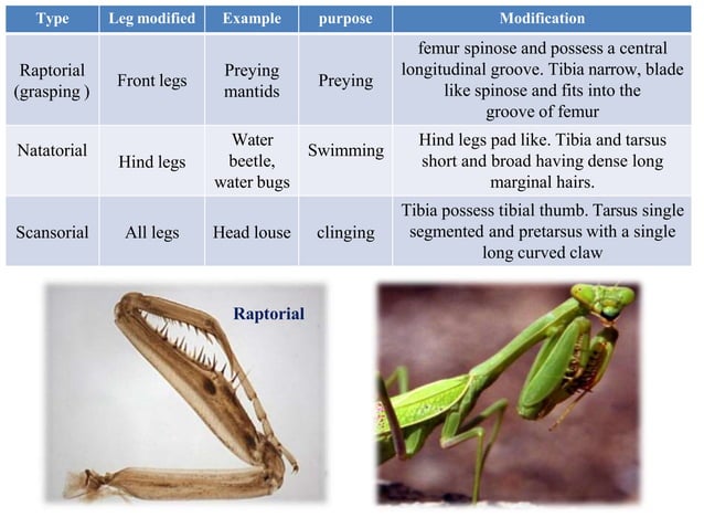 insect head.pptx | Geography | Science