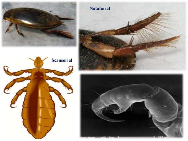 insect head.pptx | Geography | Science