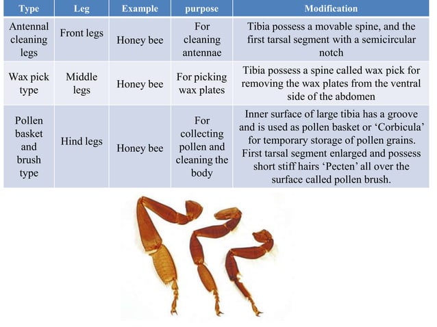 insect head.pptx | Geography | Science