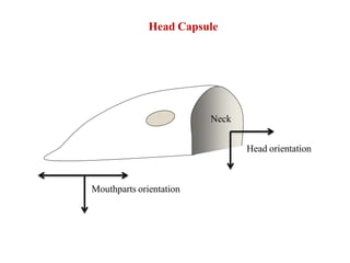 insect head.pptx
