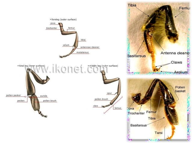 insect head.pptx | Geography | Science