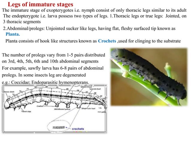 insect head.pptx | Geography | Science