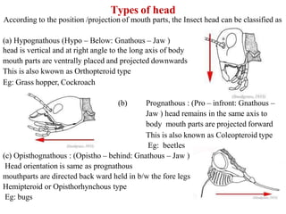insect head.pptx | Geography | Science