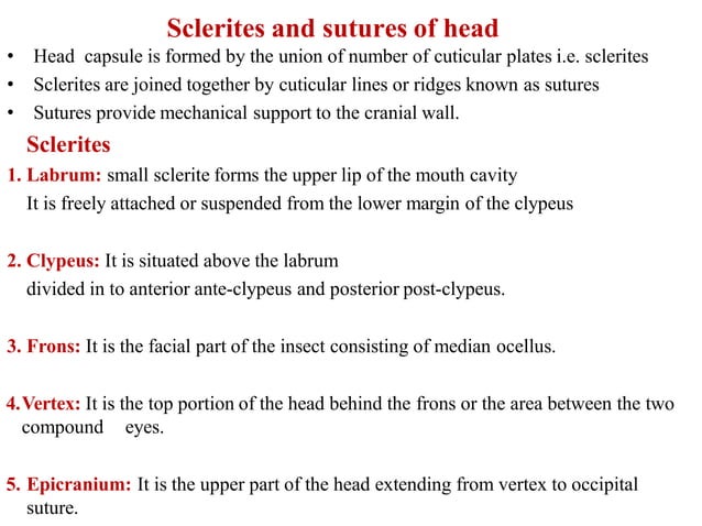insect head.pptx | Geography | Science