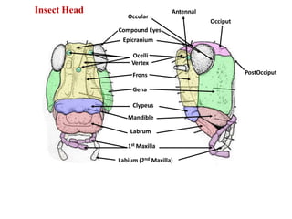 insect head.pptx | Geography | Science