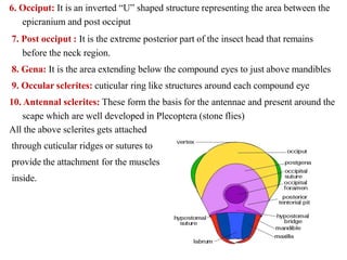 insect head.pptx | Geography | Science