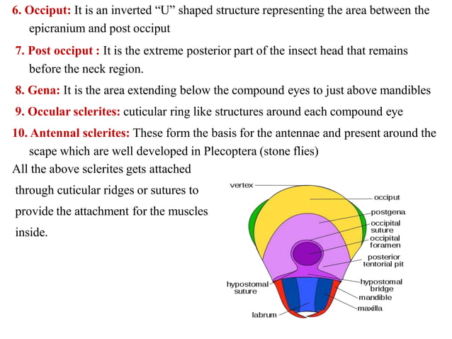 insect head.pptx | Geography | Science