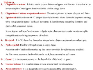insect head.pptx | Geography | Science