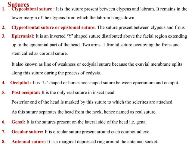 insect head.pptx | Geography | Science