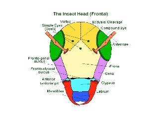 Insect head Sutures and sclerites