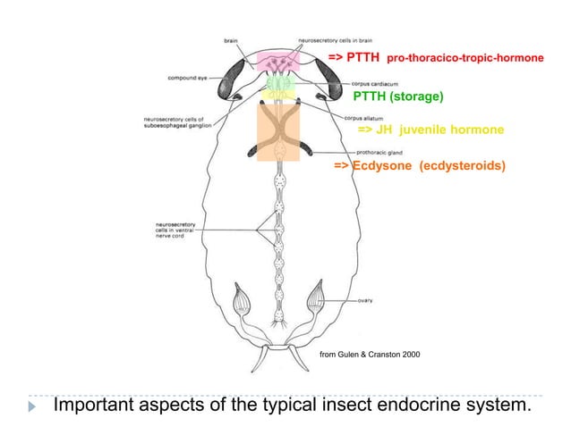 Insect hormones