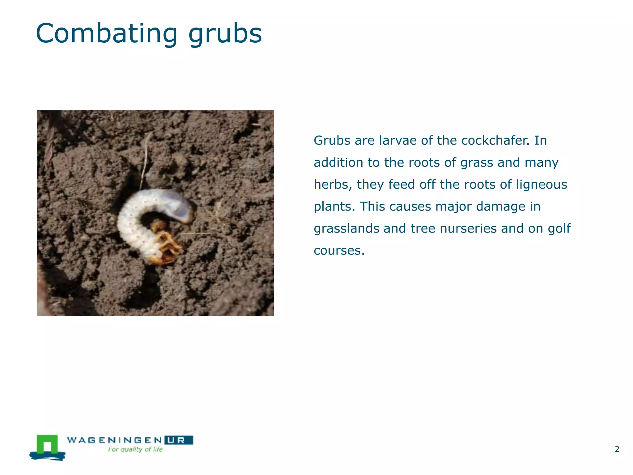 Biological control with insecticidal fungi | PPT