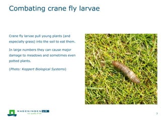 Biological control with insecticidal fungi | PPT