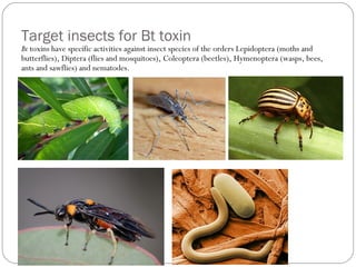 Insecticidal toxin of | PPT