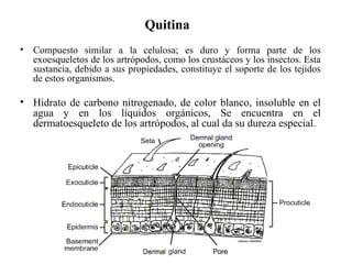 Insecticidas inhibidores de quitina | PPT