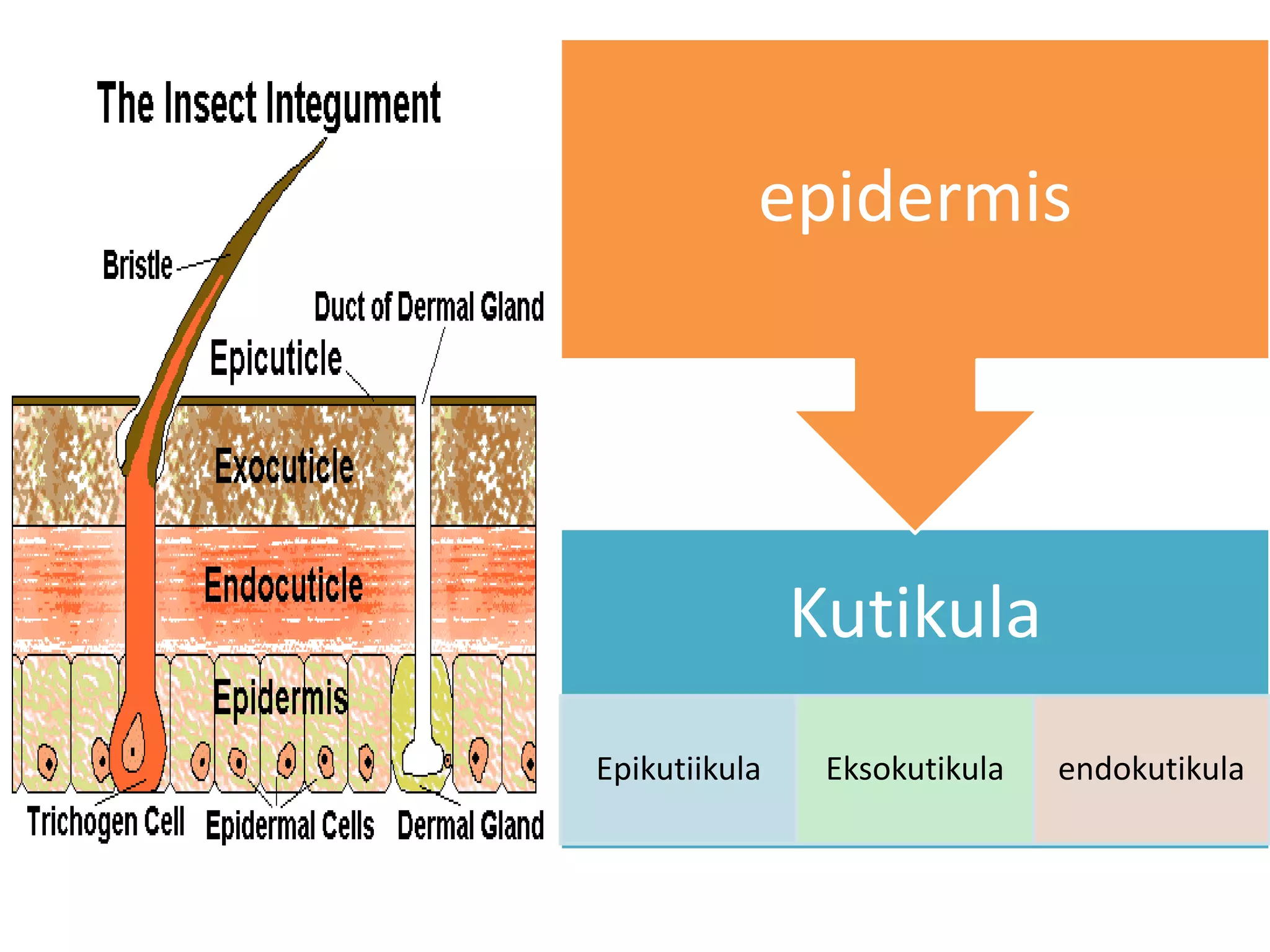 Insect integument | PPTX