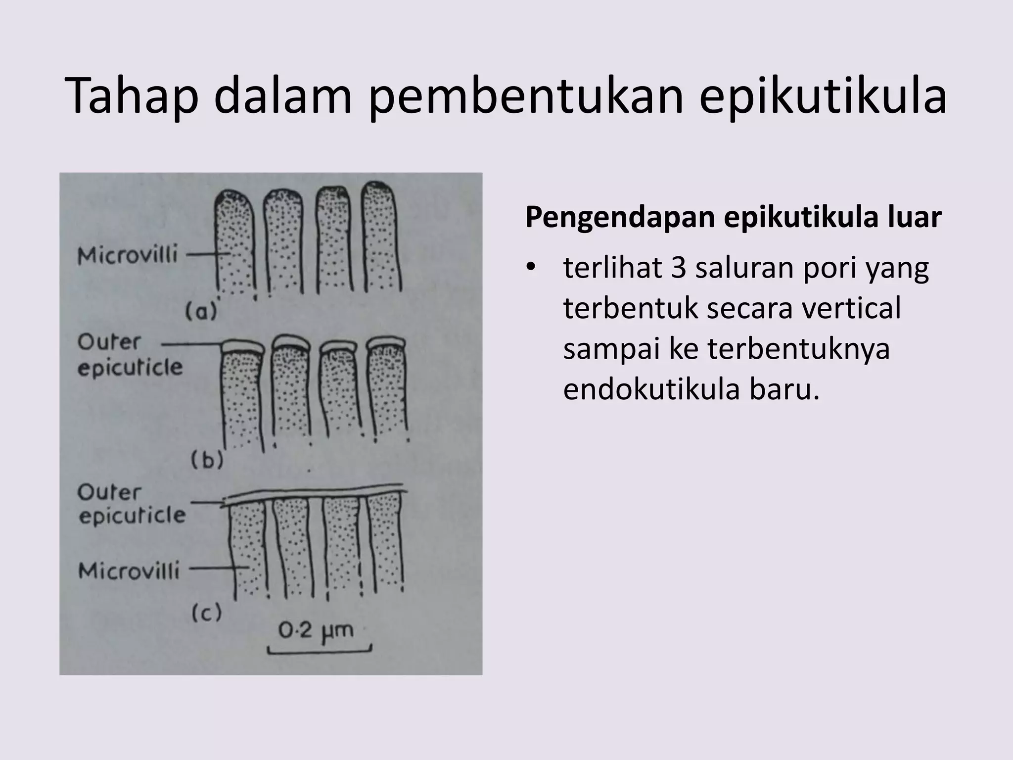 Insect integument | PPT