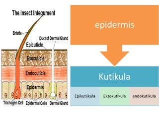 Insect integument | PPTX