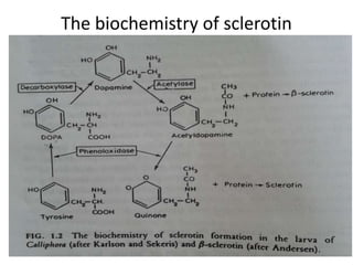 Insect integument | PPTX
