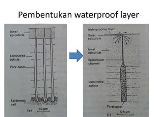 Insect integument | PPT