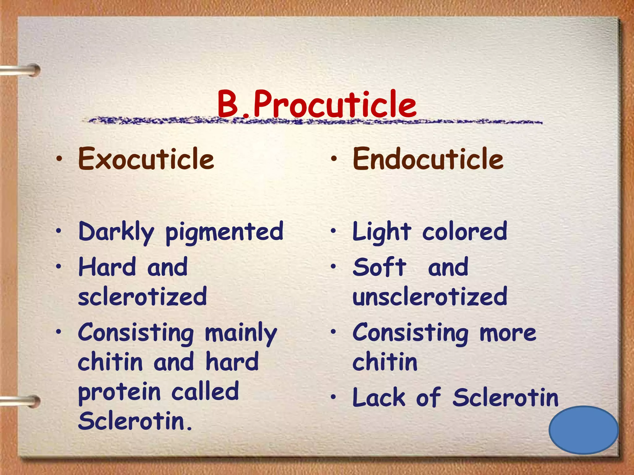 Insect integument | PPT | Chemistry | Science