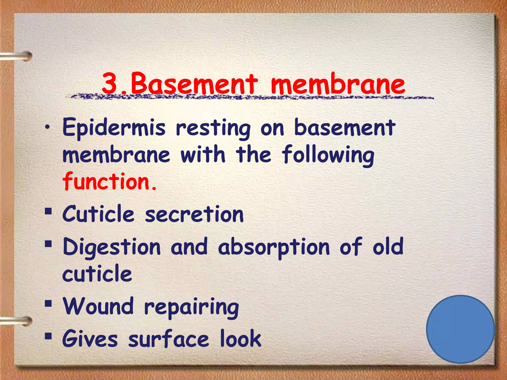 Insect integument | PPT