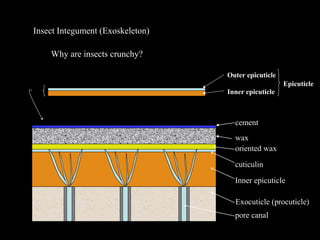 Insect integument | PPT | Chemistry | Science