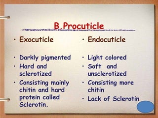 Insect integument | PPT