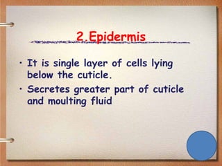 Insect integument | PPT
