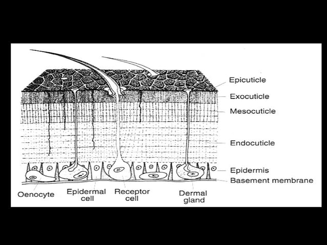 Insect integument | PPT | Chemistry | Science