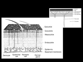 Insect Exoskeleton Diagram