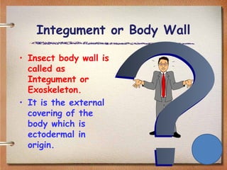 Insect integument | PPT