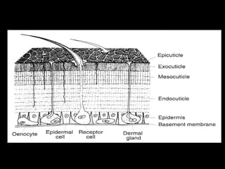 Insect integument | PPT